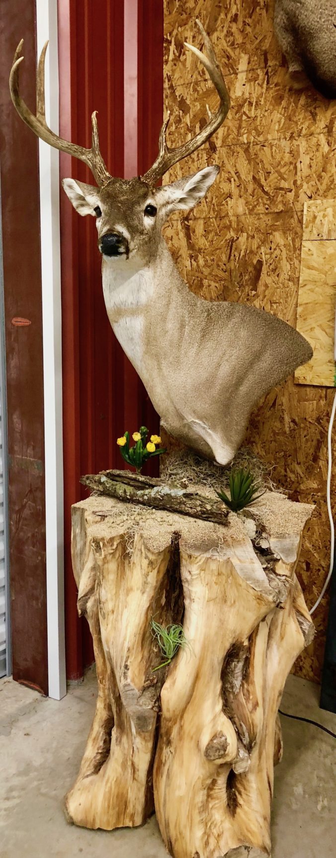 Trophy House Taxidermy – Taxidermy